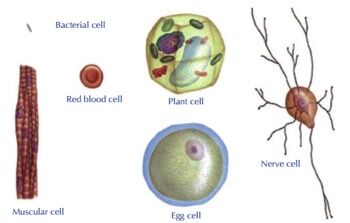 cell structure and types