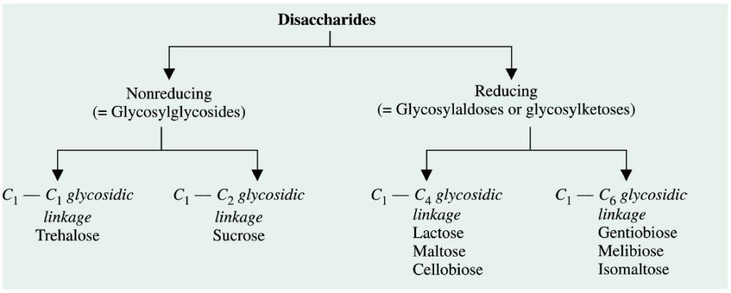 maltose properties
