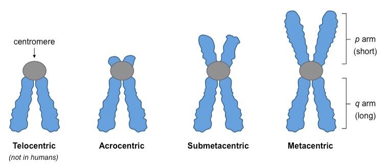 chromosomes structure