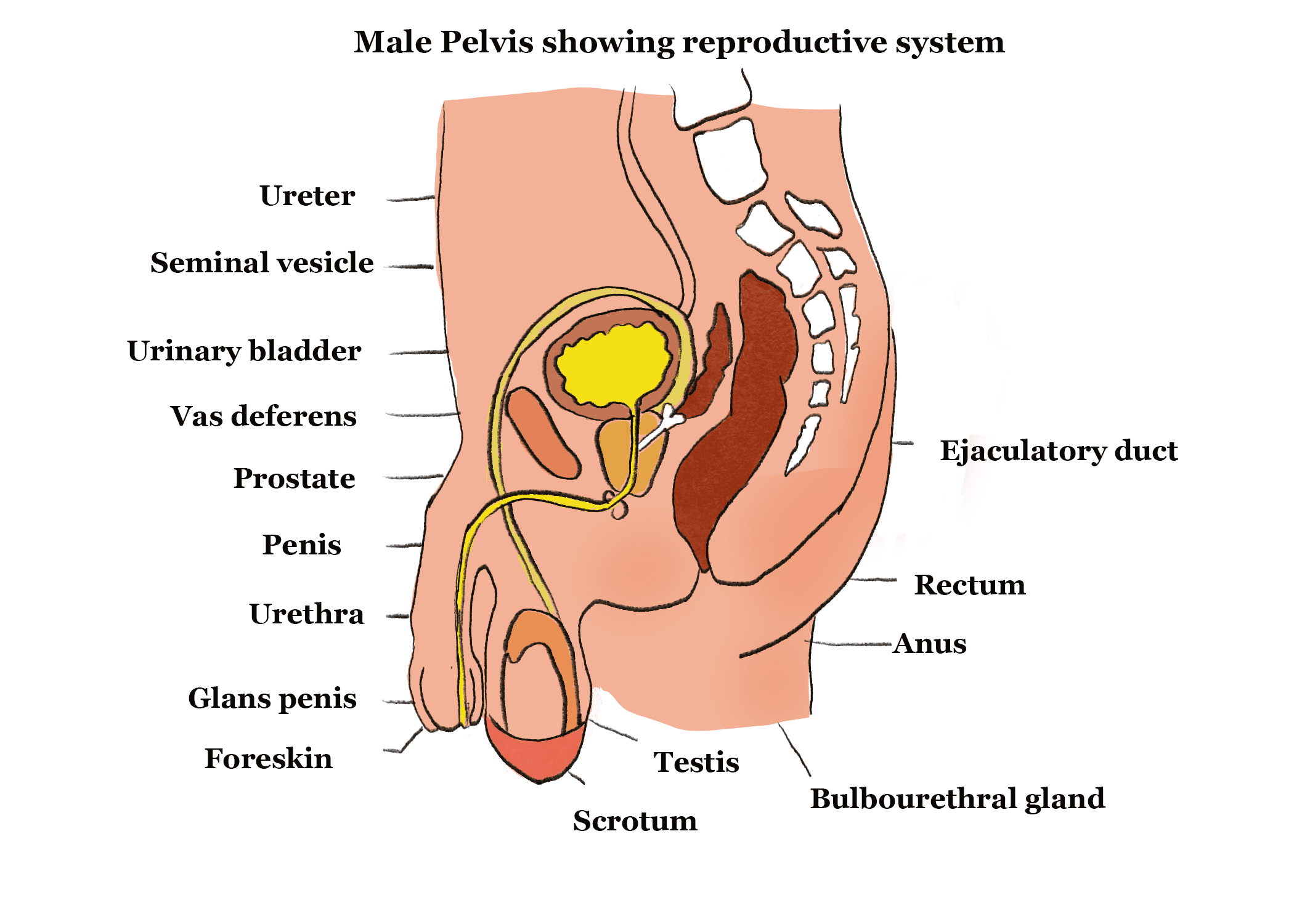 testes structure