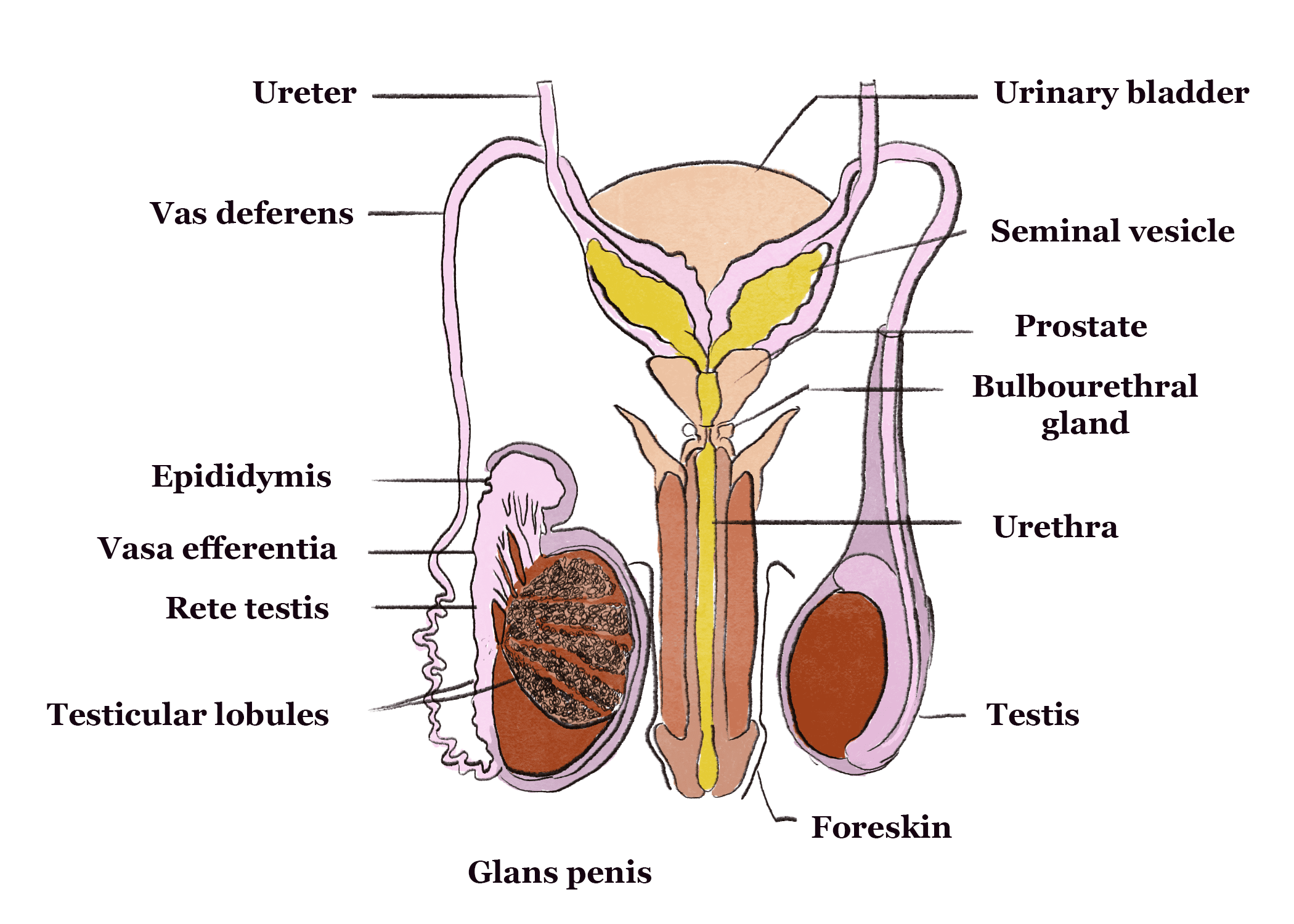 seminal vesicle structure and function