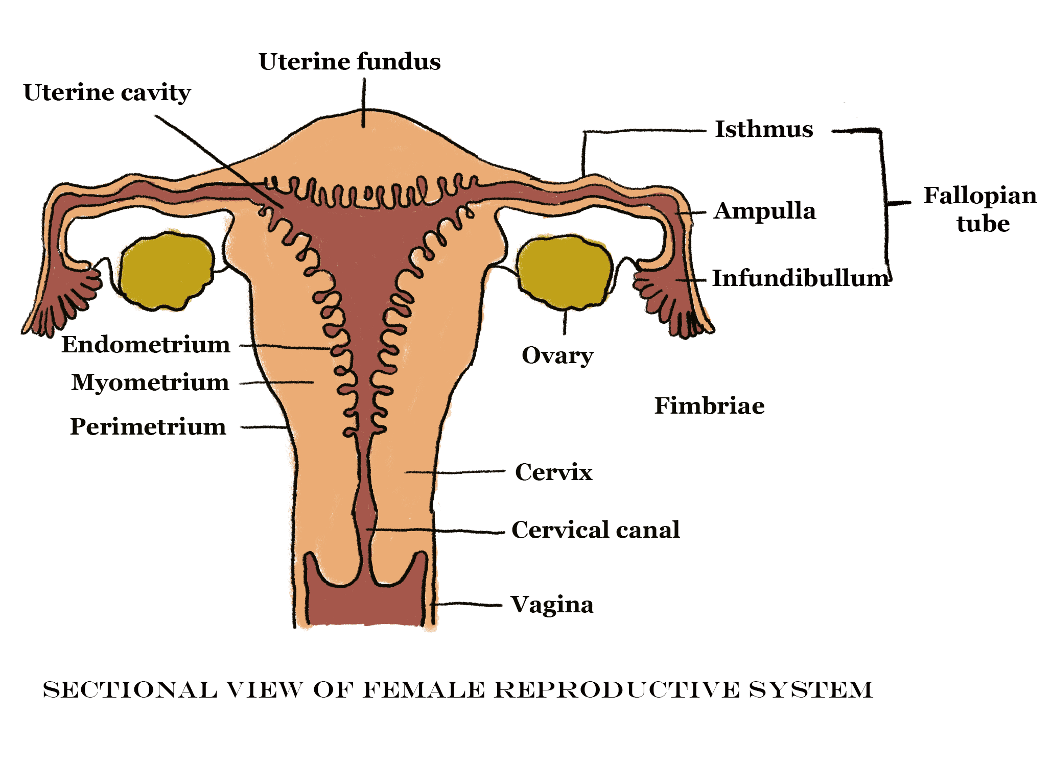 reproductive system function bbc bitesize