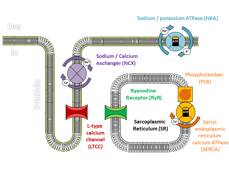 sarcomere contraction involves