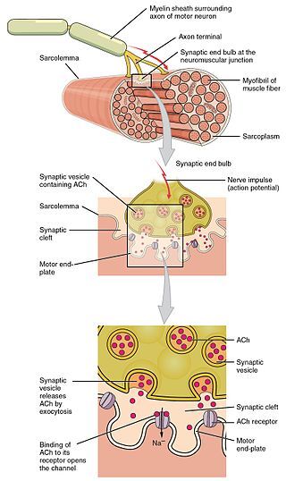 skeletal muscle structure function and plasticity