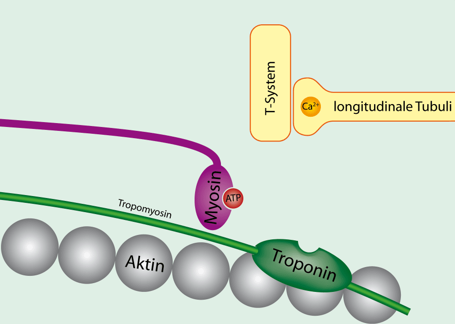 myosin molecule structure