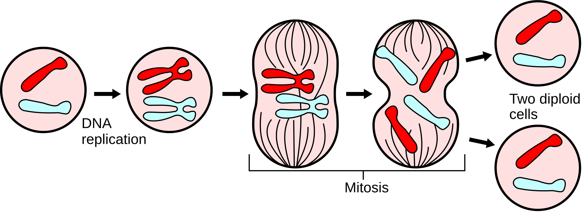 chromatid function in mitosis